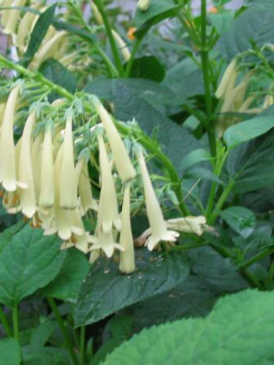 Phygelius aequalis 'Yellow Trumpet' - Kaapse fuchsia | De Tuinen van ...
