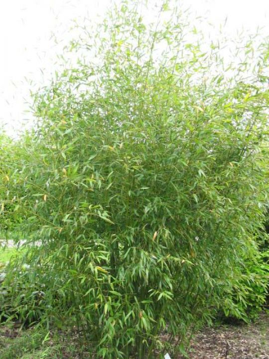 Phyllostachys decora - Bamboe | De Tuinen van Appeltern