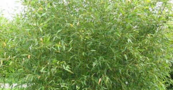 Phyllostachys decora - Bamboe | De Tuinen van Appeltern