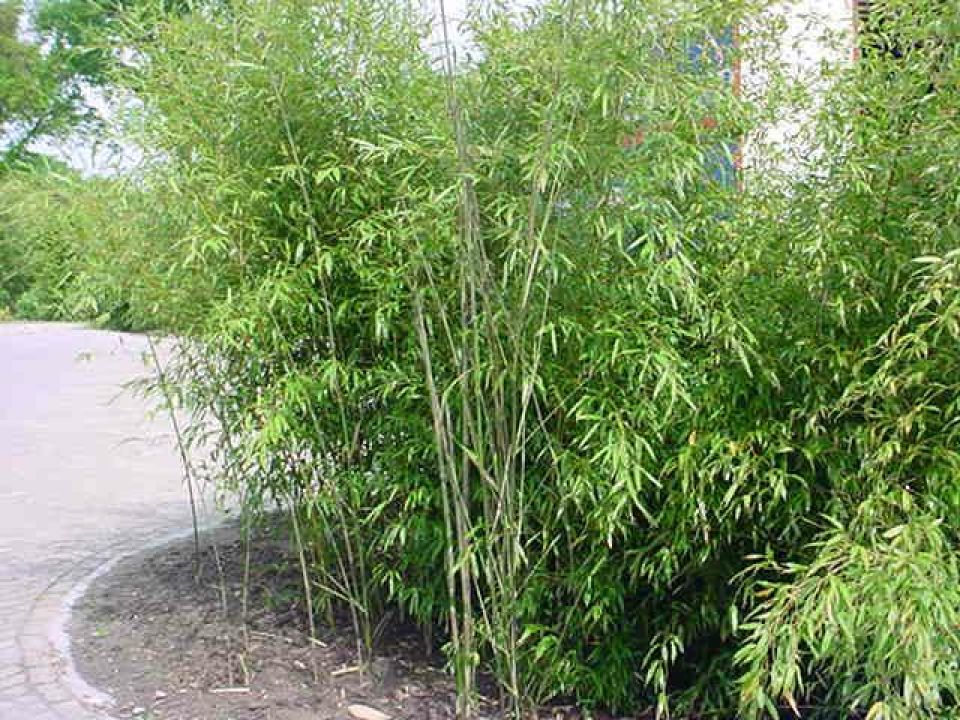 Phyllostachys humilis - Bamboe | De Tuinen van Appeltern
