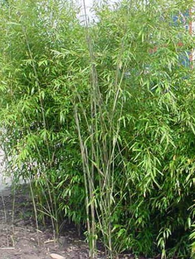 Phyllostachys humilis - Bamboe | De Tuinen van Appeltern