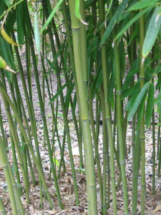 Phyllostachys humilis - Bamboe | De Tuinen van Appeltern