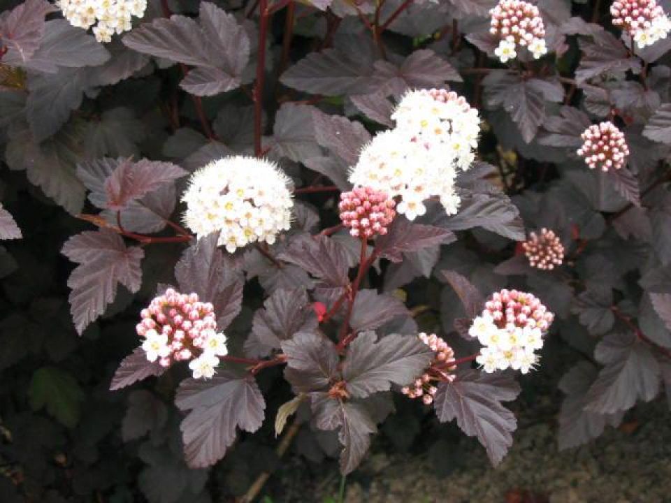 Physocarpus opulifolius 'Diabolo' - Blaasspirea | De Tuinen van Appeltern