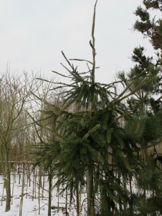 Picea abies 'Cranstonii' - Sparreboom | De Tuinen van Appeltern