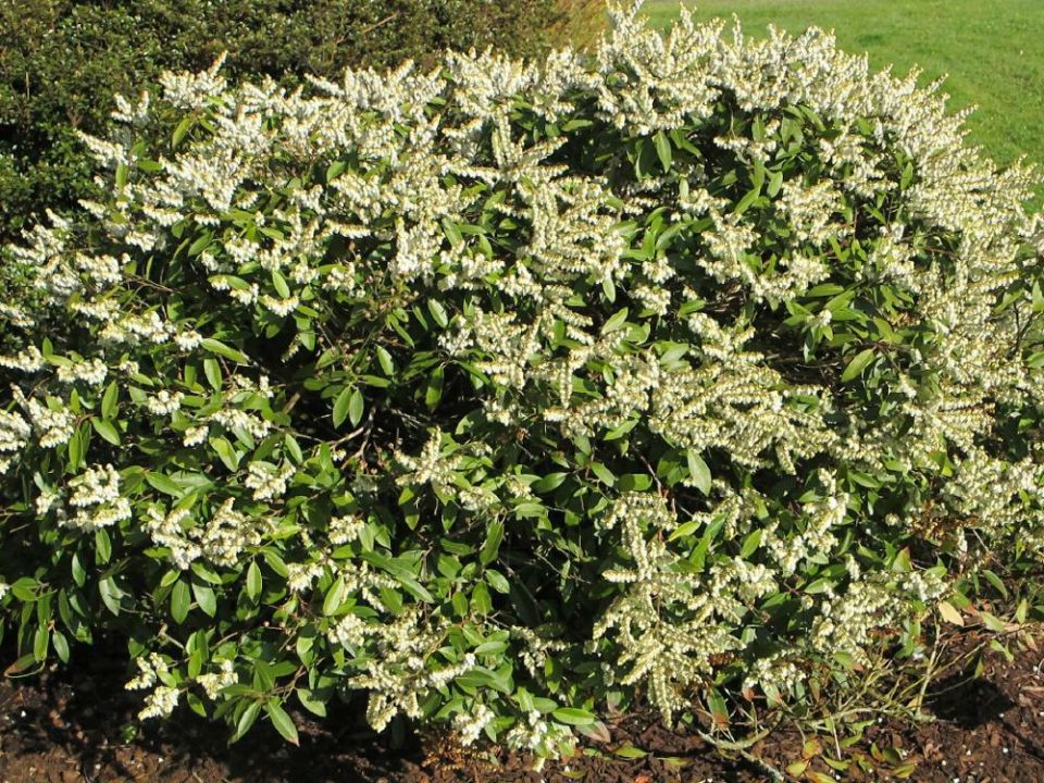 Pieris floribunda - Rotsheide | De Tuinen van Appeltern