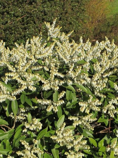 Pieris floribunda - Rotsheide | De Tuinen van Appeltern