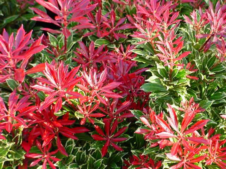 Pieris japonica 'Carnaval' - Rotsheide , Lavendelheide | De Tuinen van ...