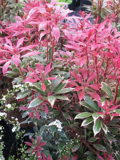 Pieris japonica 'Carnaval' - Rotsheide , Lavendelheide | De Tuinen van ...