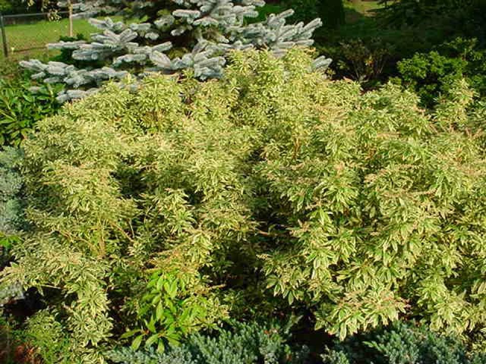 Pieris japonica 'Variegata' - Rotsheide | De Tuinen van Appeltern