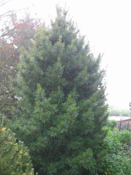 Pinus cembra 'Compacta Glauca' - Alpenden | De Tuinen van Appeltern