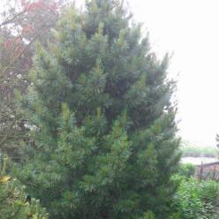 Pinus cembra 'Compacta Glauca' - Alpenden | De Tuinen van Appeltern