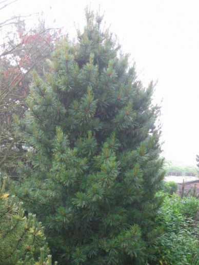 Pinus cembra 'Compacta Glauca' - Alpenden | De Tuinen van Appeltern