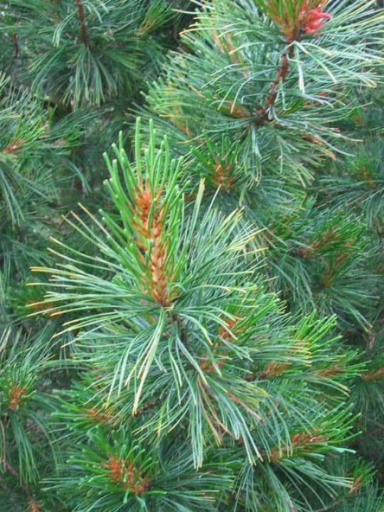 Pinus cembra 'Compacta Glauca' - Alpenden | De Tuinen van Appeltern