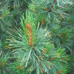 Pinus cembra 'Compacta Glauca' - Alpenden | De Tuinen van Appeltern