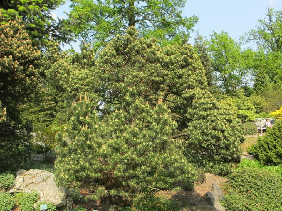 Pinus mugo var. mughus - Pijnboom, dwergden | De Tuinen van Appeltern