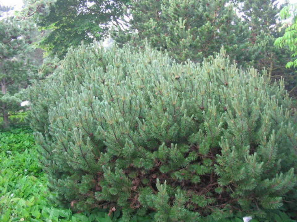 Pinus mugo var. pumilio - Pijnboom, dwergden | De Tuinen van Appeltern
