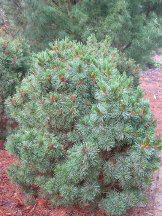 Pinus pumila 'Globe' - Dwergden | De Tuinen van Appeltern