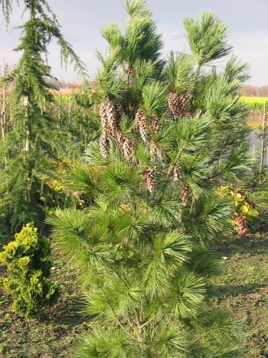 Pinus strobus 'Fastigiata' - Pijnboom | De Tuinen van Appeltern