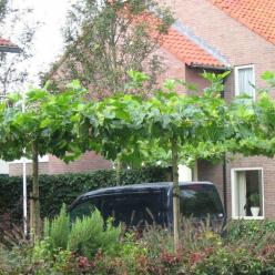 Platanus x acerifolia - Dakplataan | De Tuinen van Appeltern