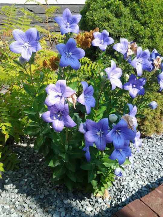 Platycodon grandiflorus 'Mariesii' - Ballonklokje | De Tuinen van Appeltern