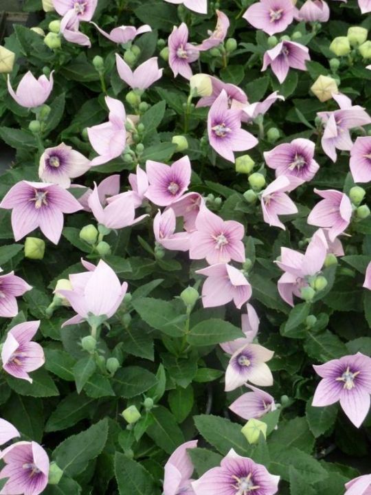 Platycodon grandiflorus 'Astra Pink' (='Pink Star') - Ballonklokje | De ...
