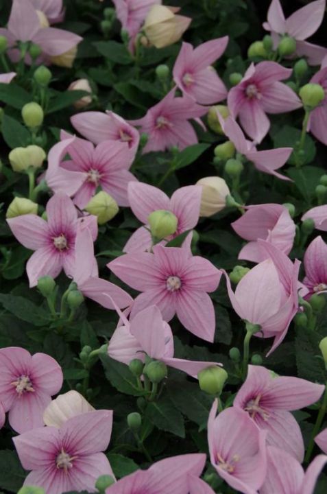 Platycodon grandiflorus 'Astra Pink' (='Pink Star') - Ballonklokje | De ...