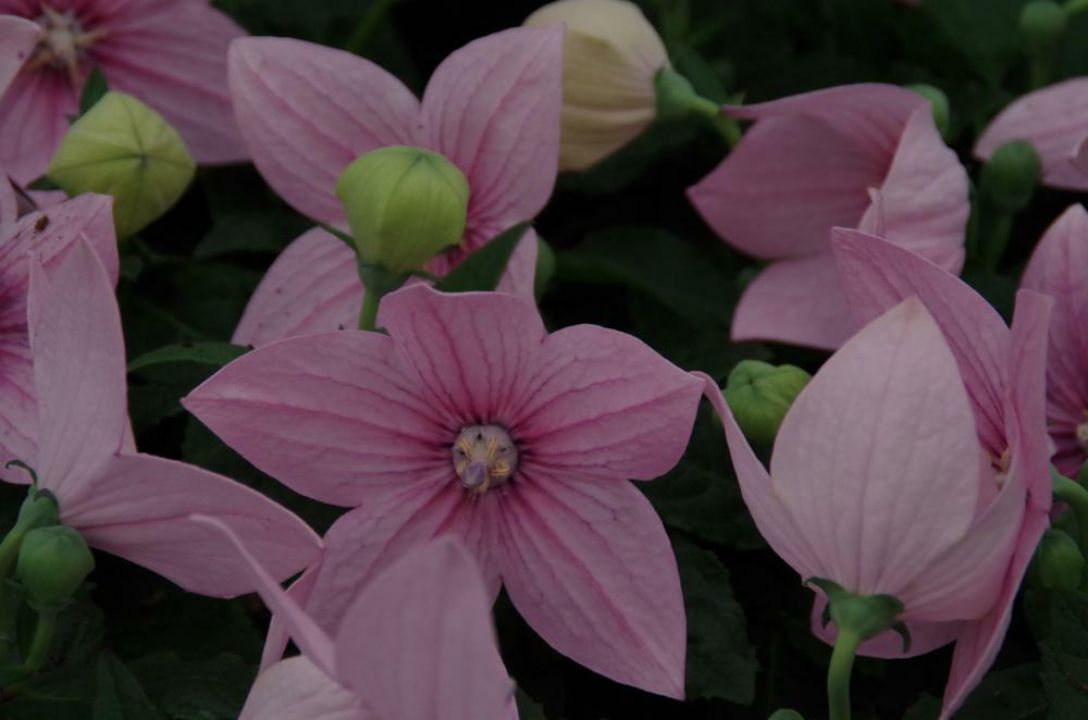 Platycodon grandiflorus 'Astra Pink' (='Pink Star') - Ballonklokje | De ...