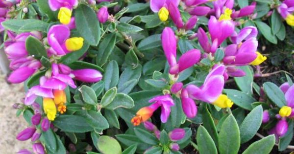 Polygala chamaebuxus 'Grandiflora' - Vleugeltjesbloem | De Tuinen van ...