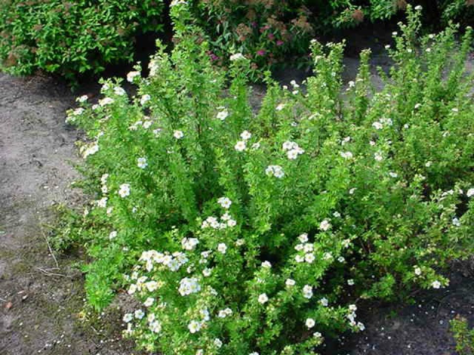 Potentilla fruticosa 'Abbotswood' - Ganzerik | De Tuinen van Appeltern