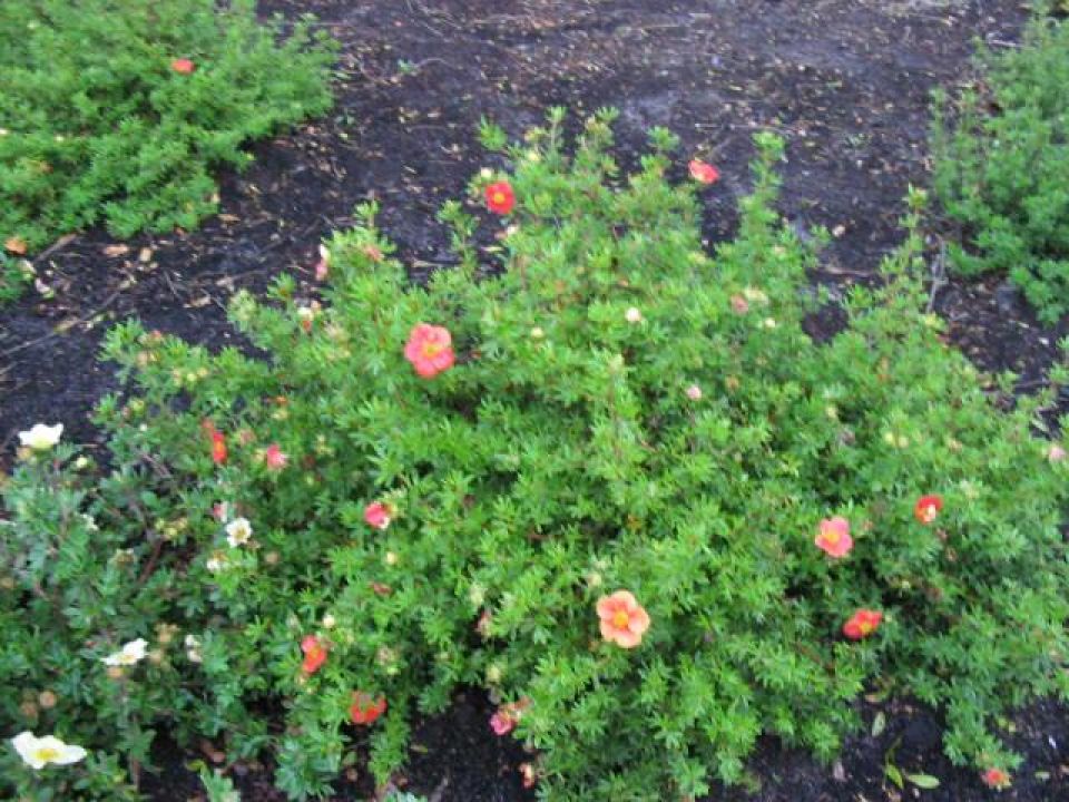 Potentilla fruticosa 'Marian Red Robin' (='Marrob') - Ganzerik | De ...