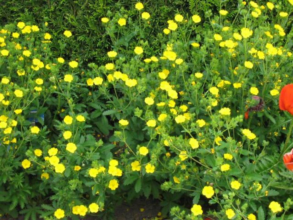 Potentilla recta 'Warrenii' - Rechte ganzerik | De Tuinen van Appeltern