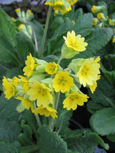 Primula veris - Gulden sleutelbloem | De Tuinen van Appeltern