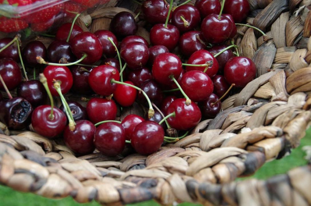 Prunus avium 'Early Rivers' - Zoete kers , Duitse kers , Franse meikers ...