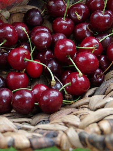 Prunus avium 'Early Rivers' - Zoete kers , Duitse kers , Franse meikers ...