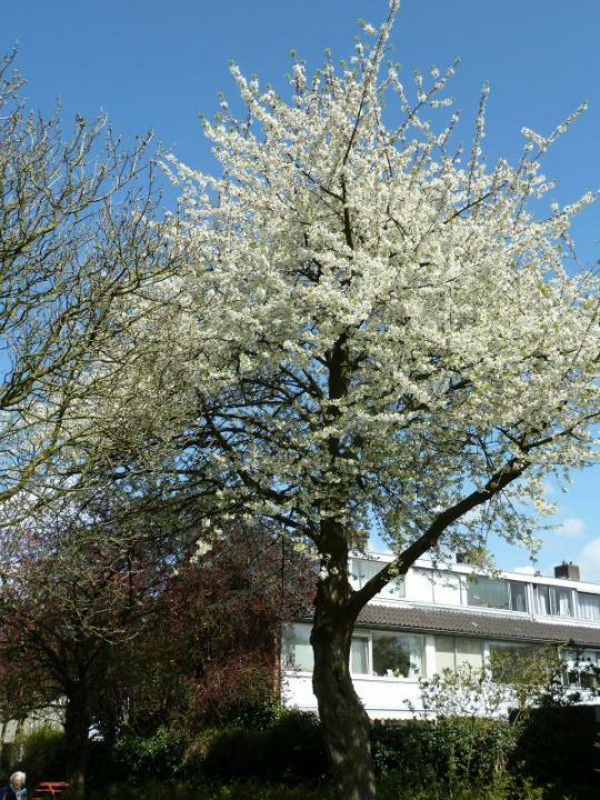 Prunus avium 'Plena' - Sierkers | De Tuinen van Appeltern