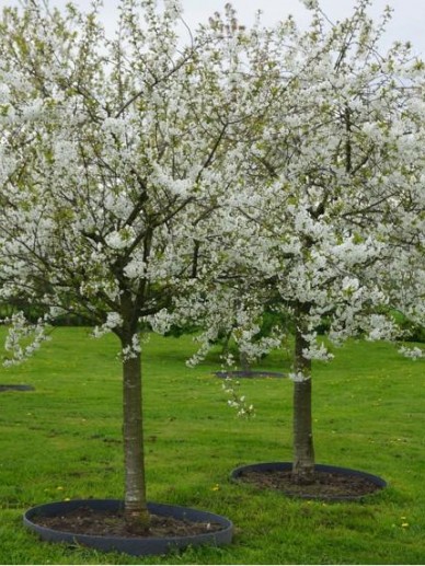 Prunus cerasus 'Morello' - Zure kers | De Tuinen van Appeltern