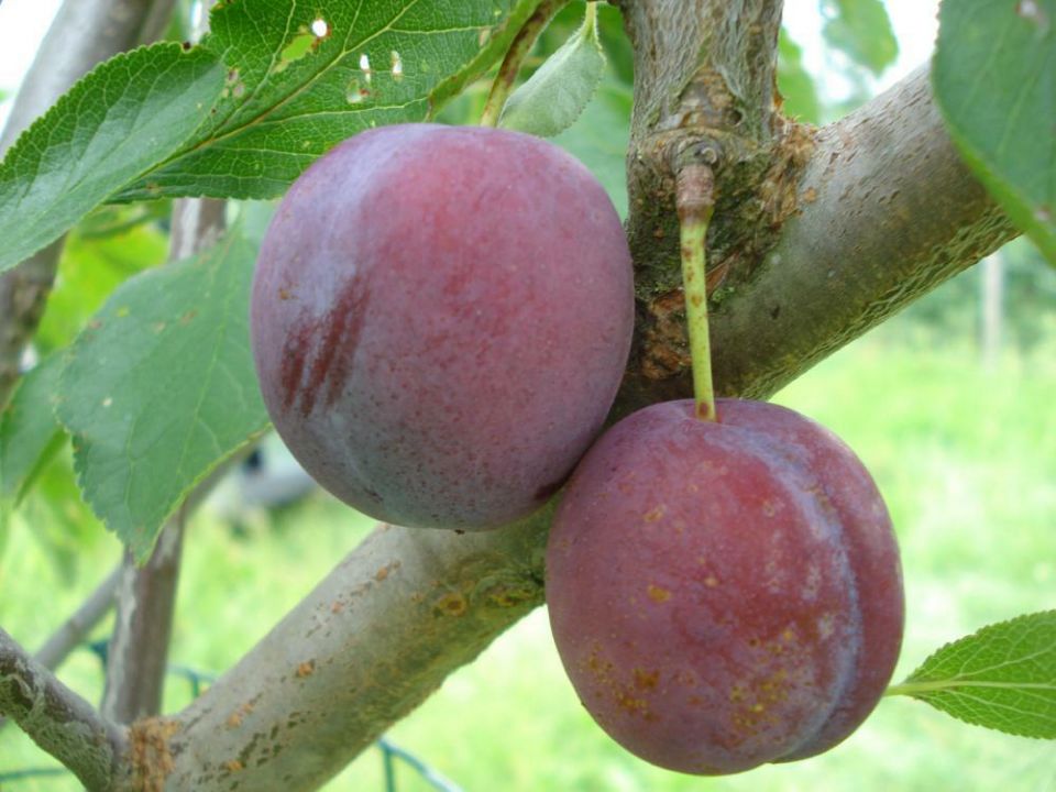 Prunus domestica 'Monsieur Hâtif' - Pruim , Wijnpruim | De Tuinen van ...