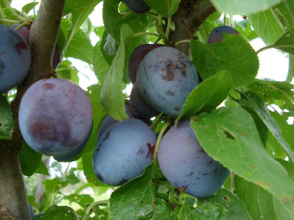 Prunus domestica 'The Czar' - Pruim | De Tuinen van Appeltern