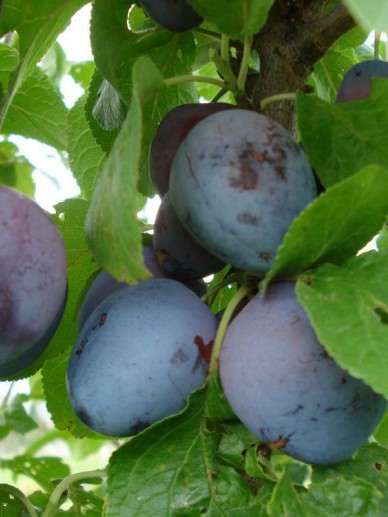 Prunus domestica 'The Czar' - Pruim | De Tuinen van Appeltern