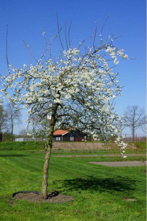 Prunus domestica 'Victoria' - Pruim | De Tuinen van Appeltern