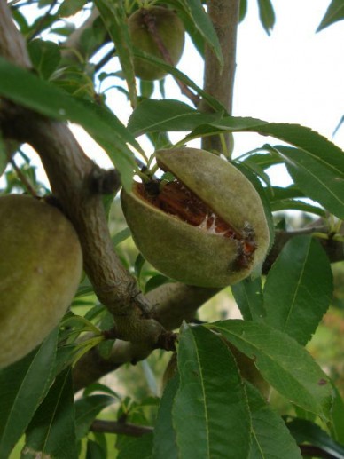 Prunus dulcis 'Robijn' - Amandel | De Tuinen van Appeltern