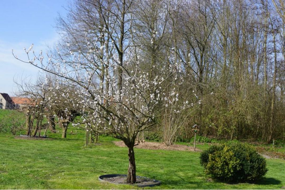 Prunus dulcis 'Robijn' - Amandel | De Tuinen van Appeltern