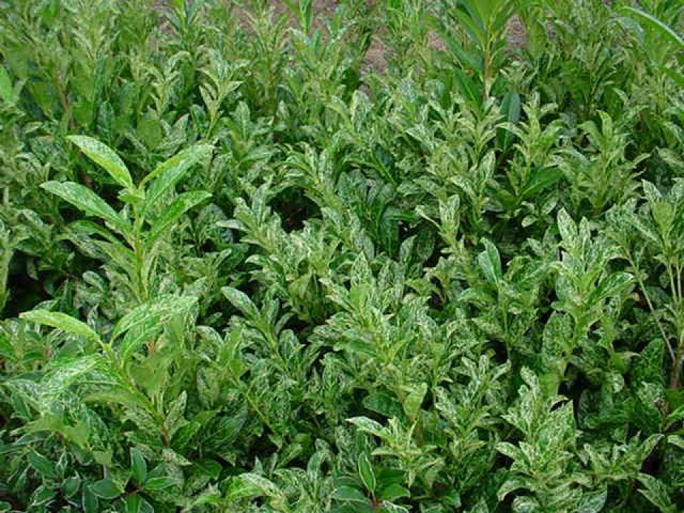 Prunus laurocerasus 'Marbled White' - Bontbladige laurierkers | De ...