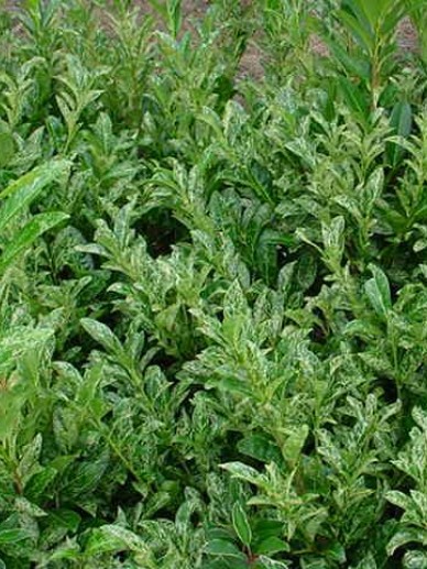 Prunus laurocerasus 'Marbled White' - Bontbladige laurierkers | De ...