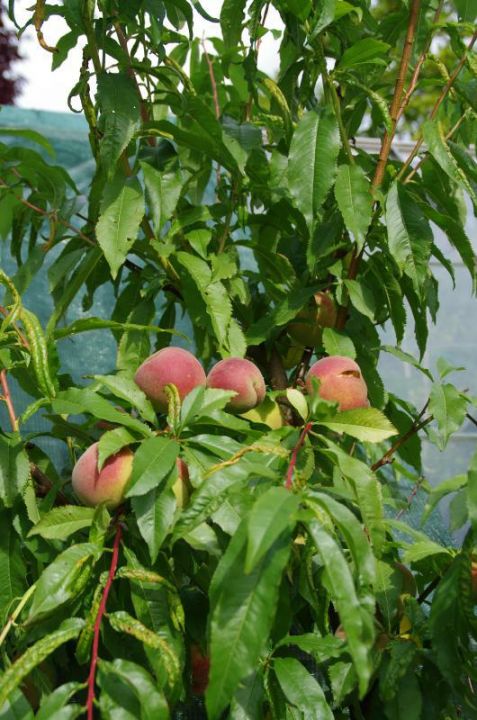 Prunus persica 'Amsden' - Perzik | De Tuinen van Appeltern