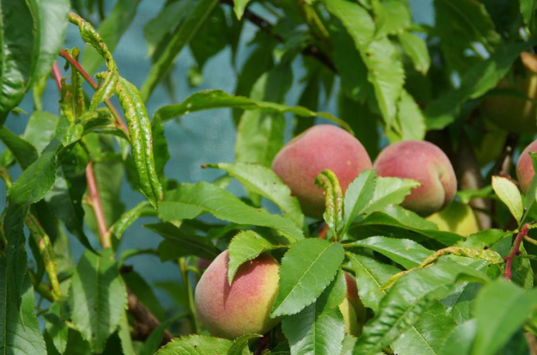 Prunus persica 'Amsden' - Perzik | De Tuinen van Appeltern
