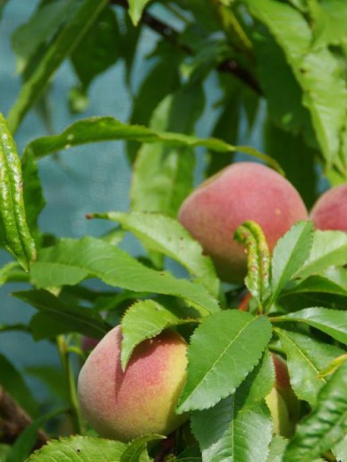 Prunus persica 'Amsden' - Perzik | De Tuinen van Appeltern
