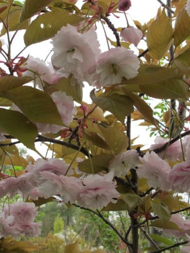 Prunus serrulata 'Fugenzo' - Japanse kers | De Tuinen van Appeltern