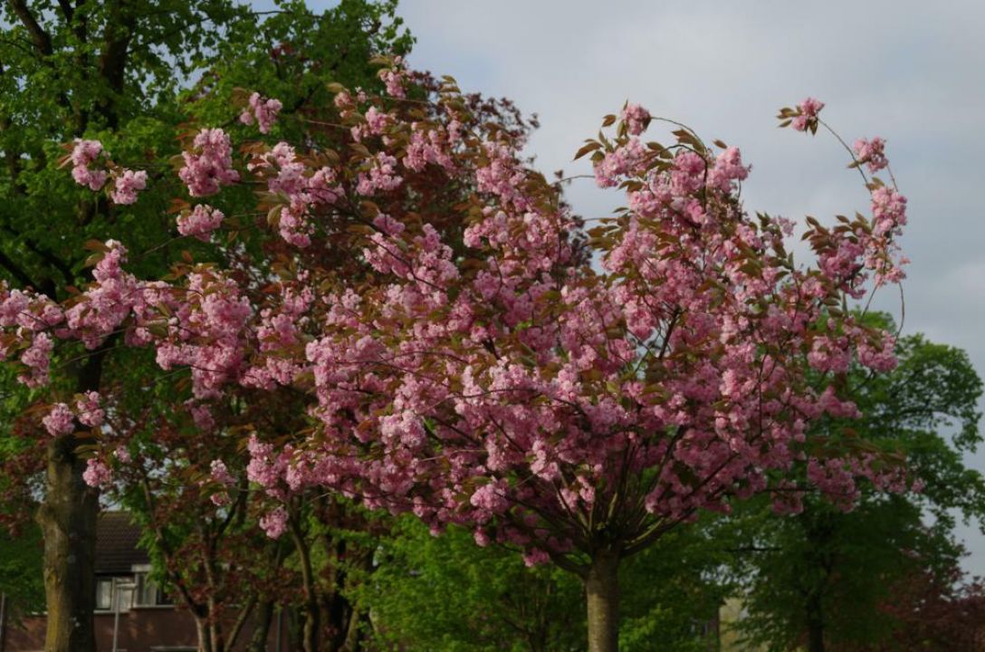 Prunus serrulata 'Pink Perfection' - | De Tuinen van Appeltern