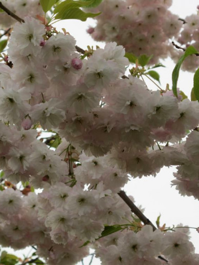 Prunus serrulata 'Shogetsu' - Japanse kers | De Tuinen van Appeltern